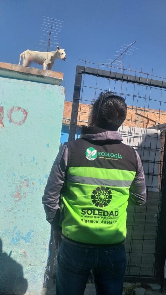 Inician en Soledad operativo para sancionar que tengan perros en las ...